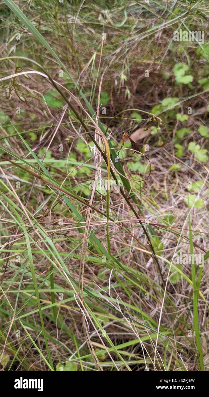 Hangingflies hi-res stock photography and images - Alamy