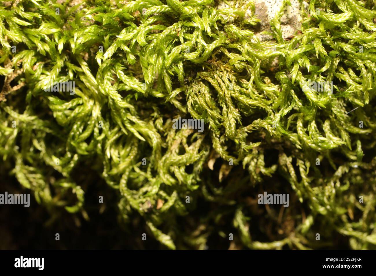 Mouse-tail Moss (Pseudisothecium myosuroides Stock Photo - Alamy