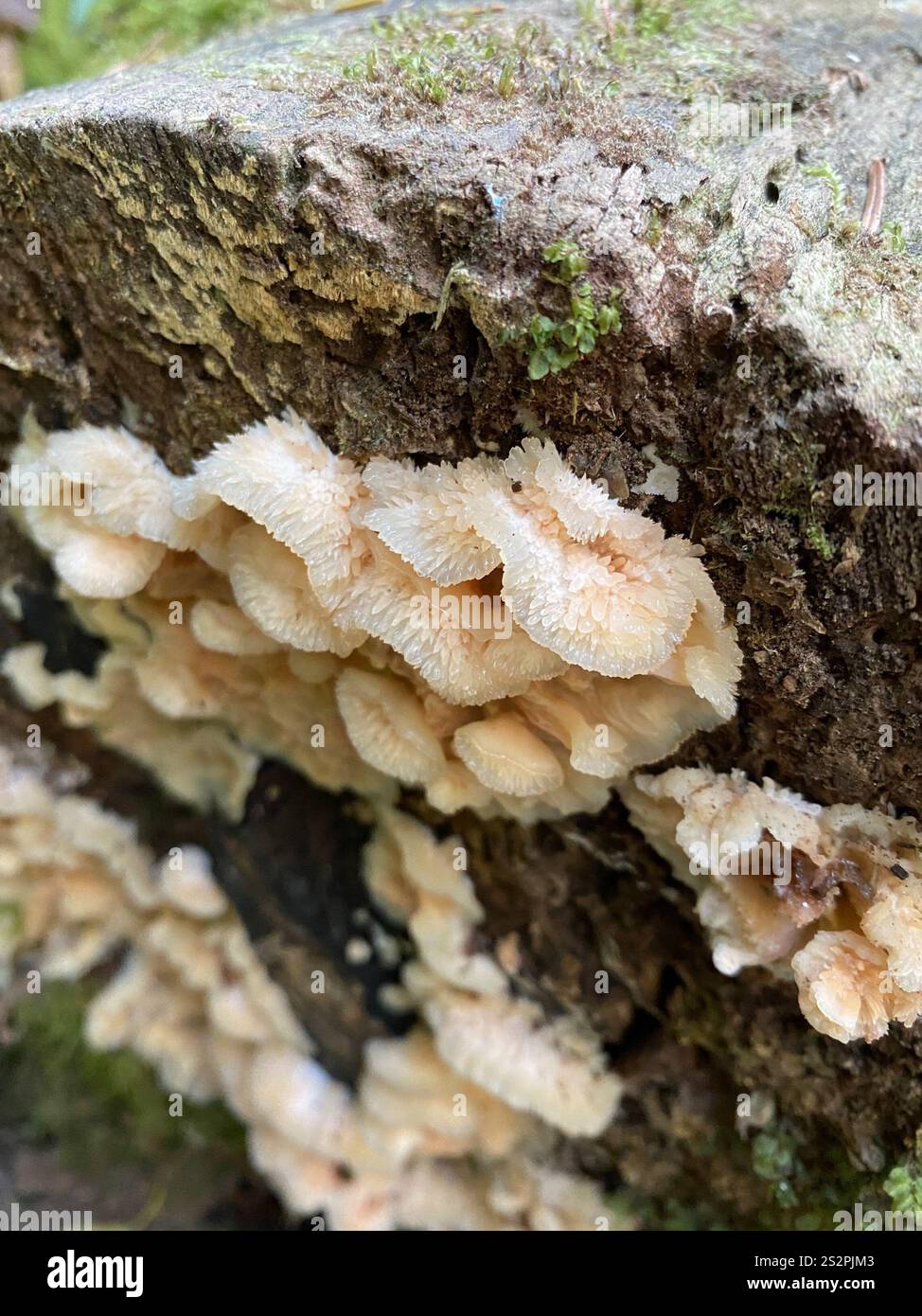 Trembling Crust (Merulius tremellosus Stock Photo - Alamy
