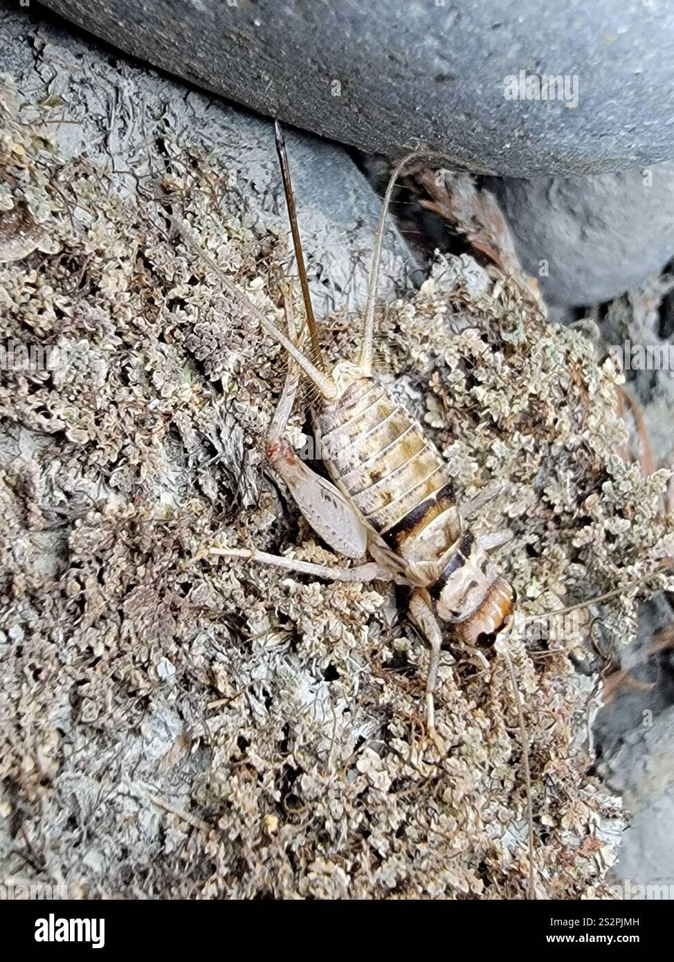 Tropical House Cricket (Gryllodes sigillatus Stock Photo - Alamy