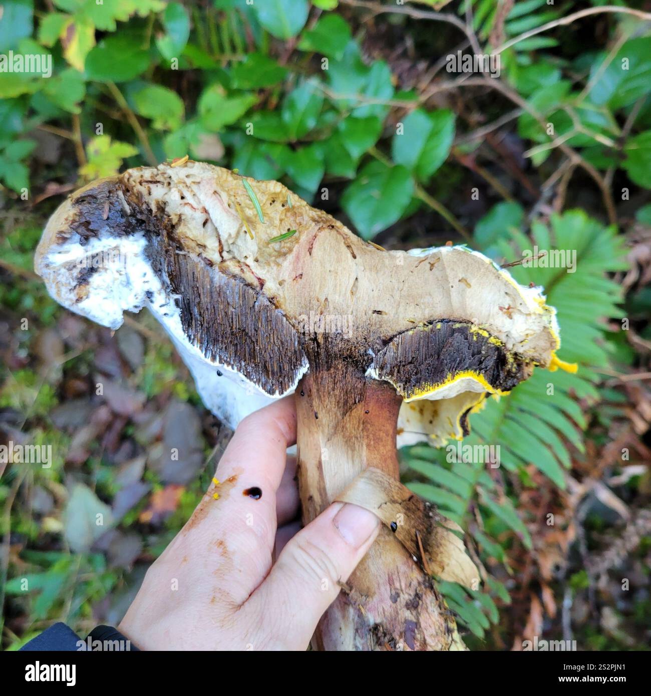 Dark Bitter Bolete (Caloboletus conifericola Stock Photo - Alamy