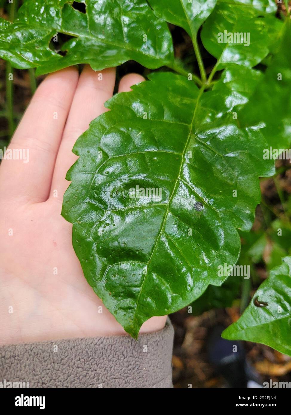 five finger (Pseudopanax arboreus Stock Photo - Alamy