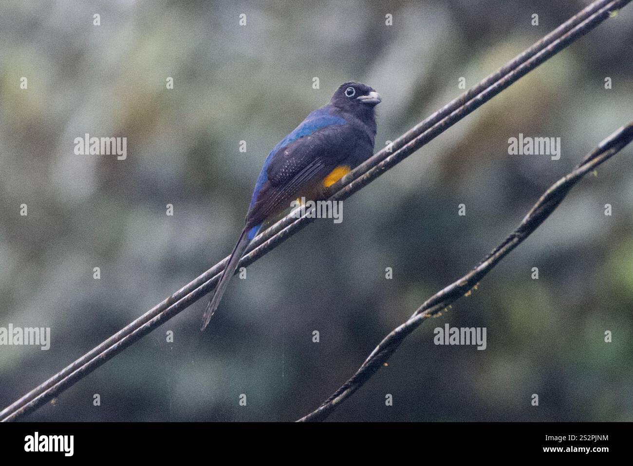 White-tailed Trogon (Trogon chionurus Stock Photo - Alamy