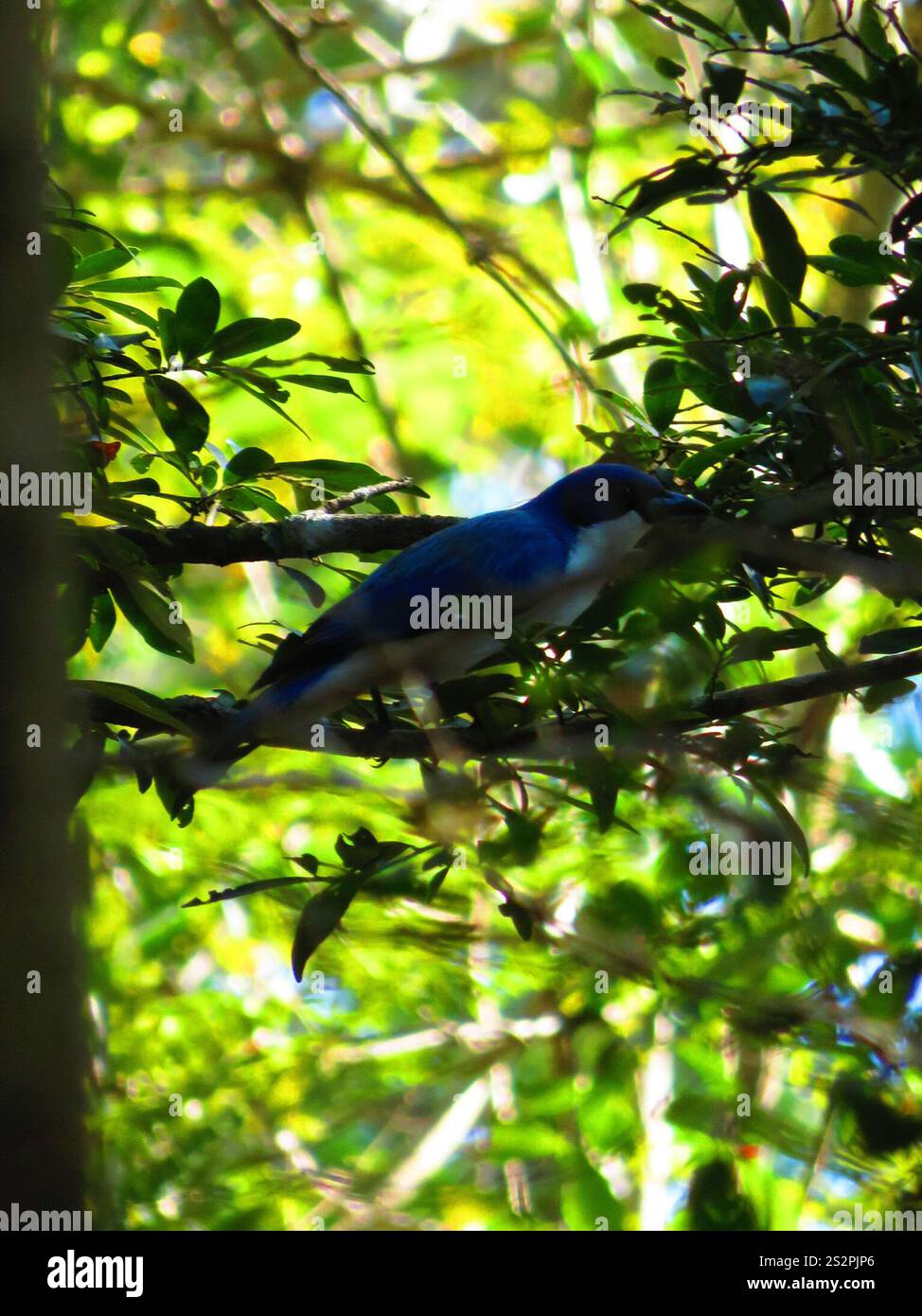 Madagascar Blue Vanga (Cyanolanius madagascarinus Stock Photo - Alamy
