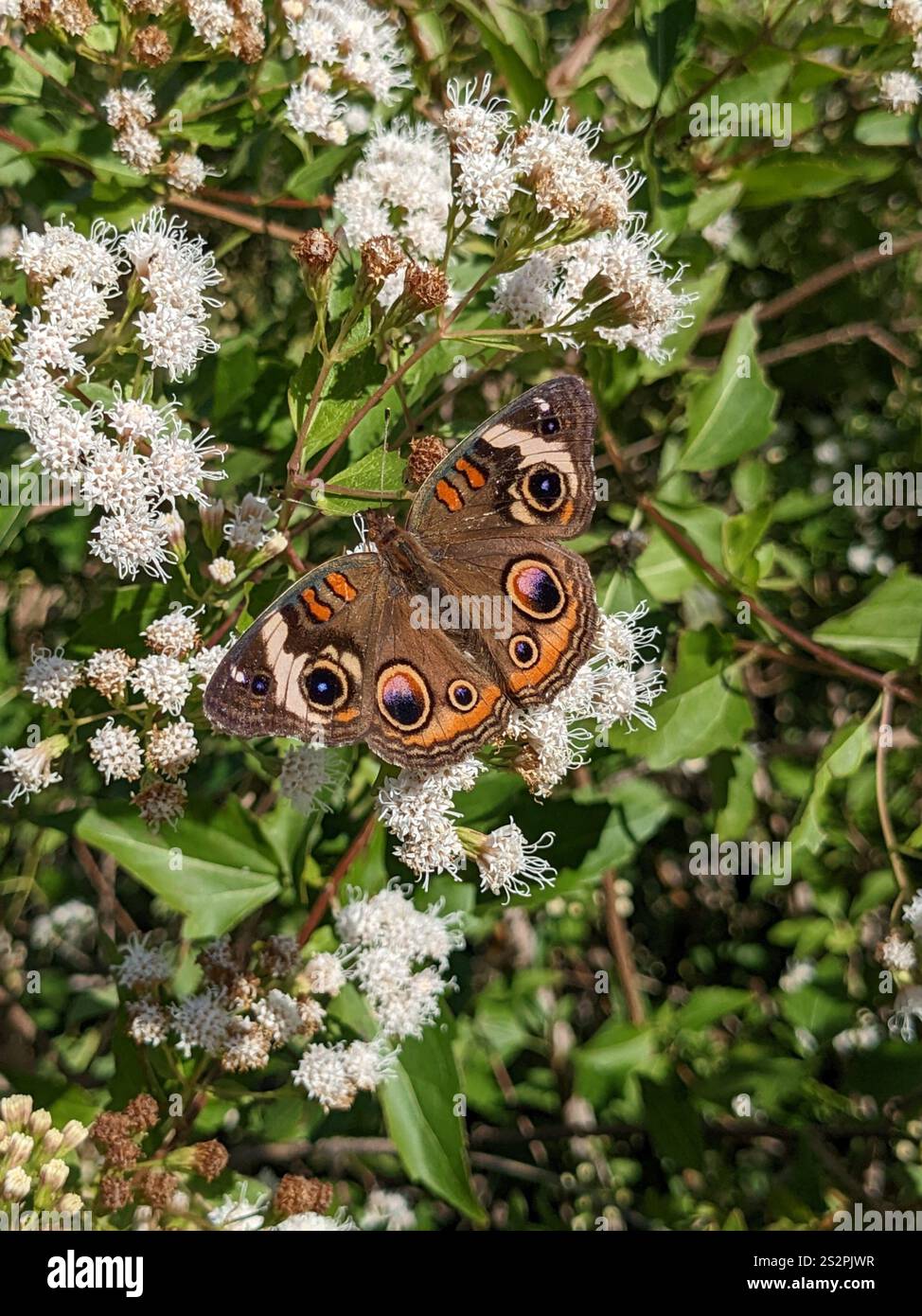 Common Buckeye (Junonia coenia Stock Photo - Alamy