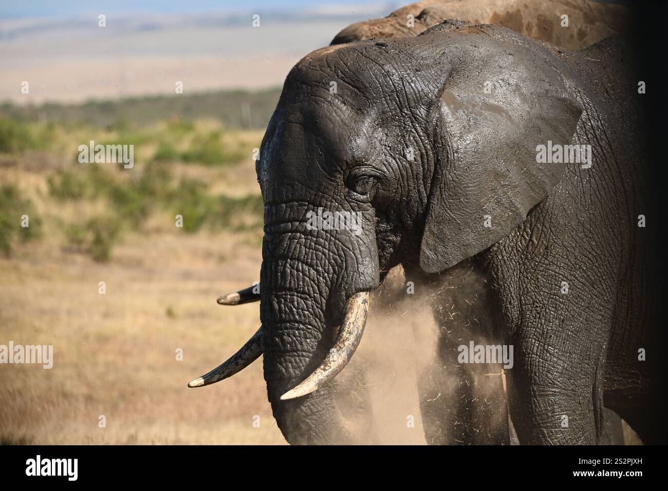 Elephant in the Wild Africa Stock Photo - Alamy