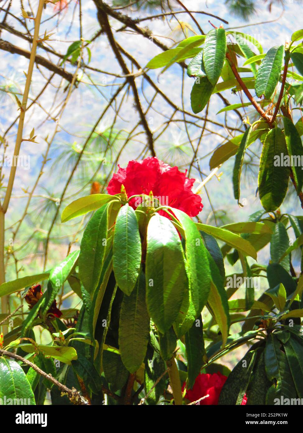 Tree Rhododendron (Rhododendron arboreum Stock Photo - Alamy