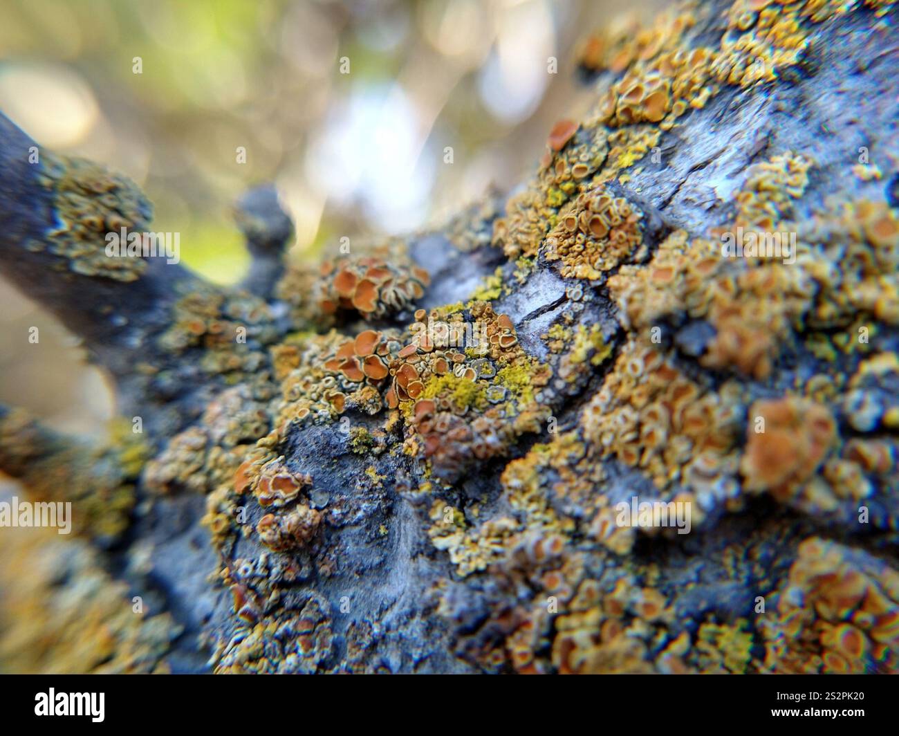 Pin-cushion Sunburst Lichen (Polycauliona polycarpa Stock Photo - Alamy