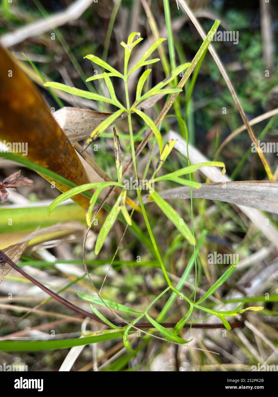 bulblet-bearing water hemlock (Cicuta bulbifera Stock Photo - Alamy