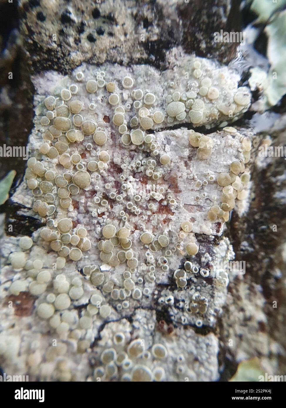 rim lichens, disc lichens, and allies (Lecanoraceae Stock Photo - Alamy
