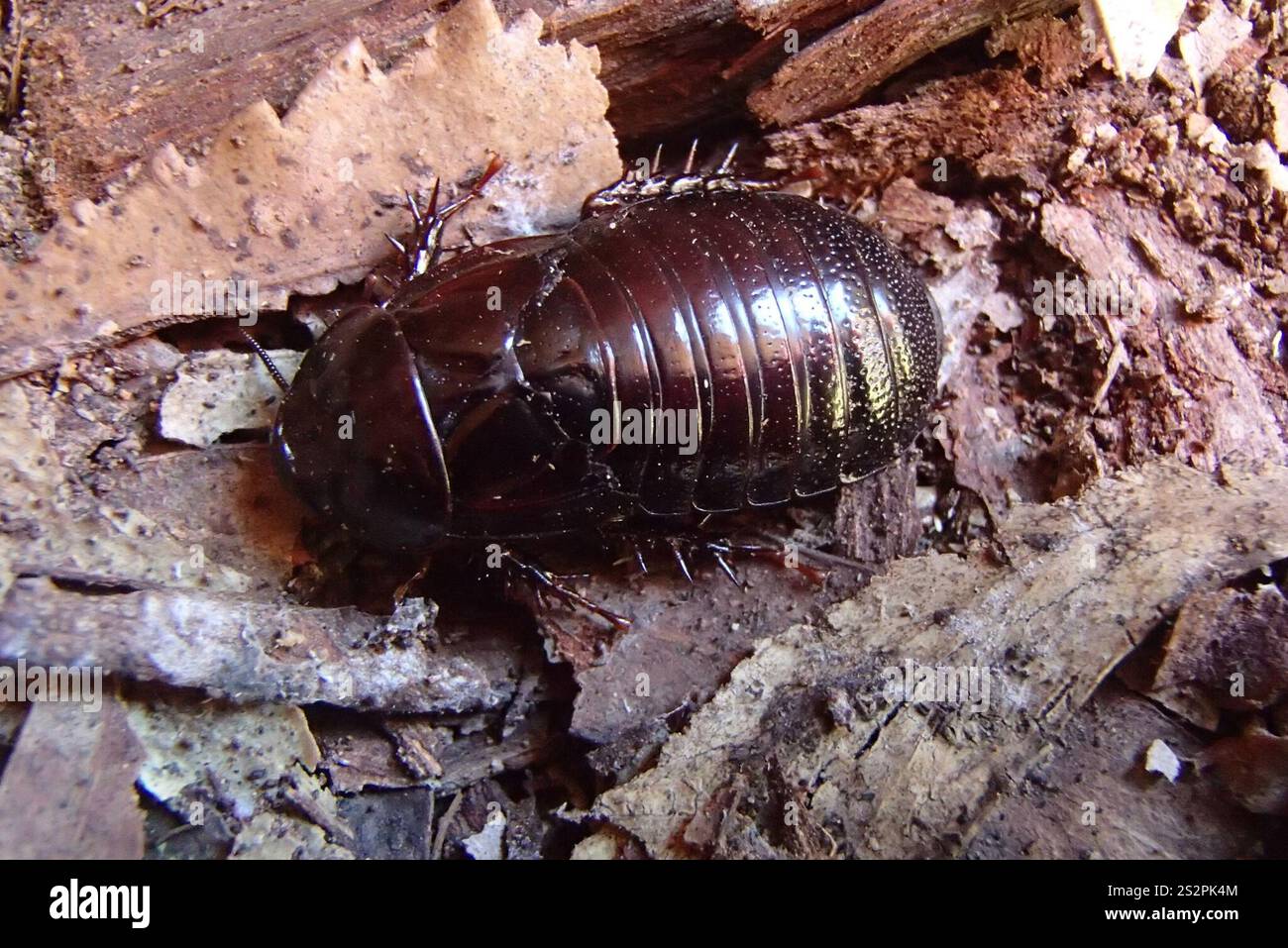 Giant Cockroaches (Blaberidae Stock Photo - Alamy