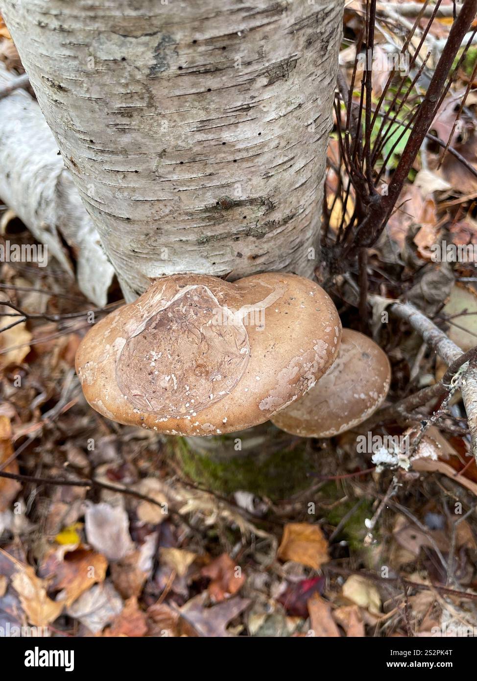 birch polypore (Fomitopsis betulina Stock Photo - Alamy