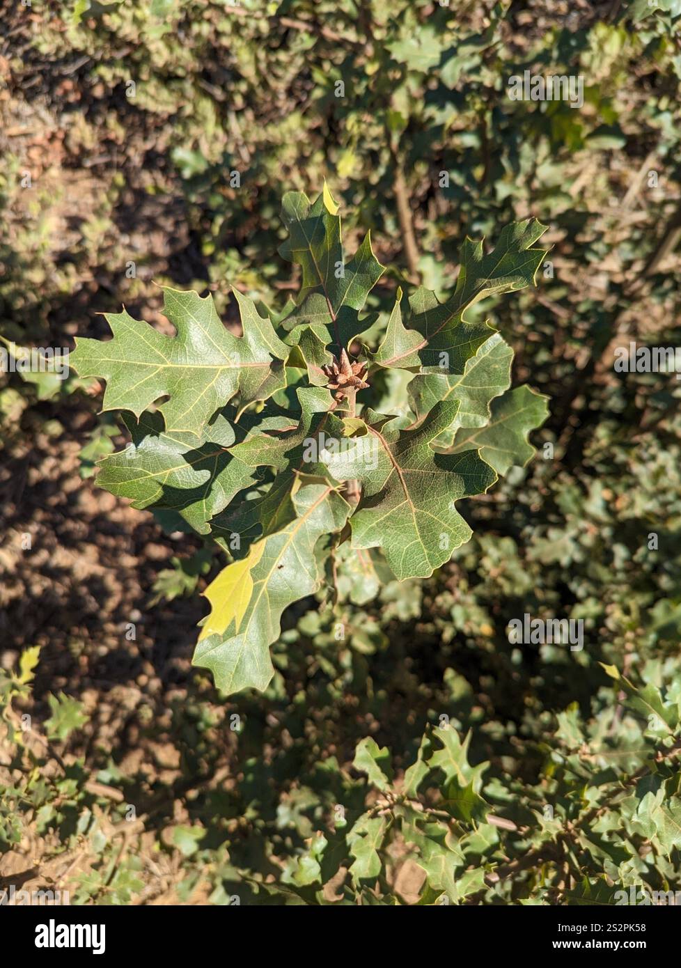 Oracle Oak (Quercus × morehus Stock Photo - Alamy