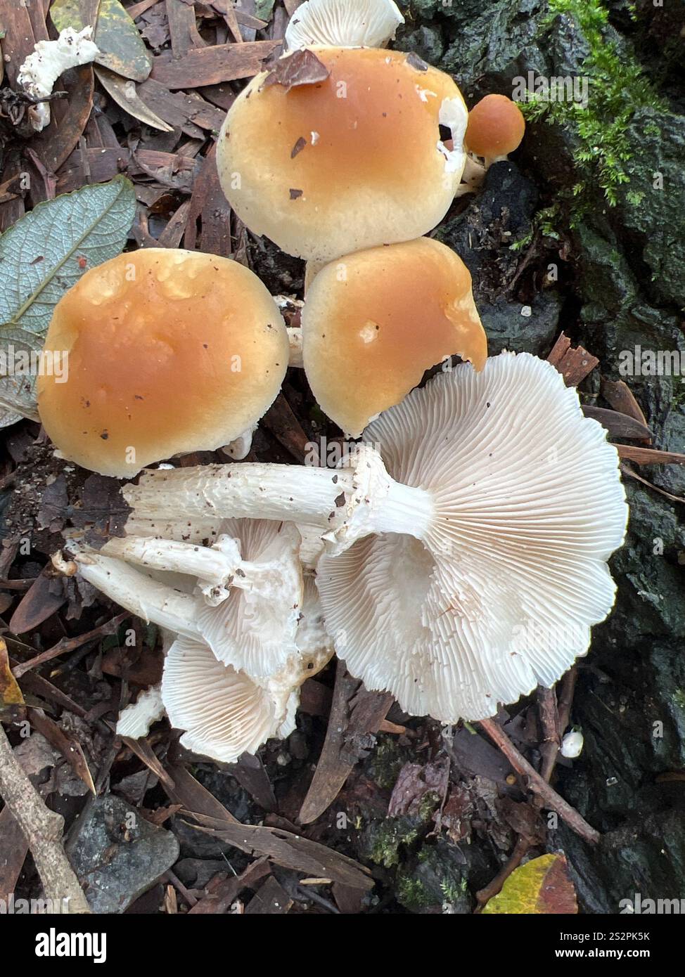 Common Gilled Mushrooms and Allies (Agaricales Stock Photo - Alamy