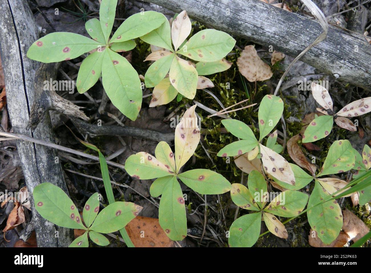 Arctic Starflower (Lysimachia europaea Stock Photo - Alamy