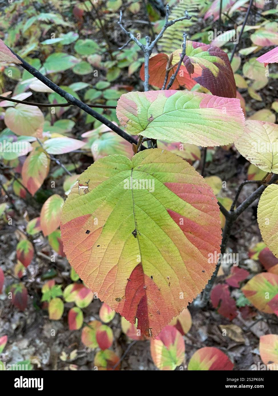 hobblebush (Viburnum lantanoides Stock Photo - Alamy