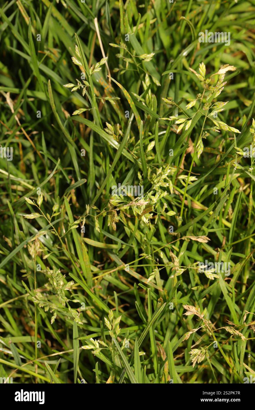 Annual Meadow-grass (Poa annua Stock Photo - Alamy