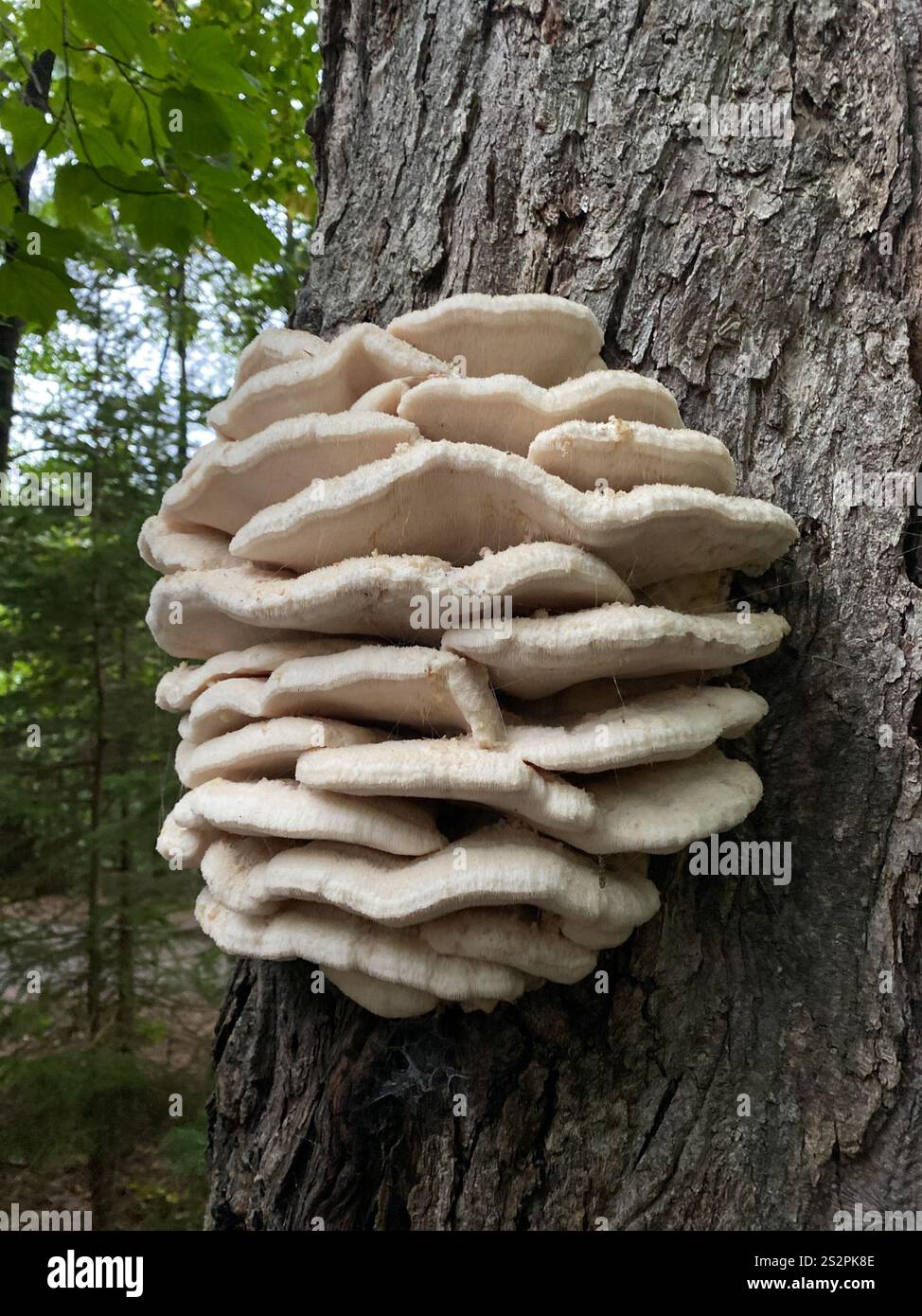 Northern Tooth (Climacodon septentrionalis Stock Photo - Alamy