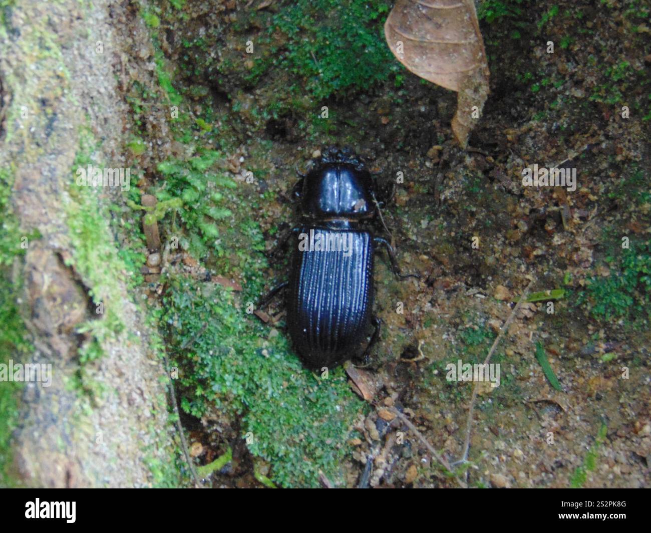 Bess Beetles (Passalidae Stock Photo - Alamy