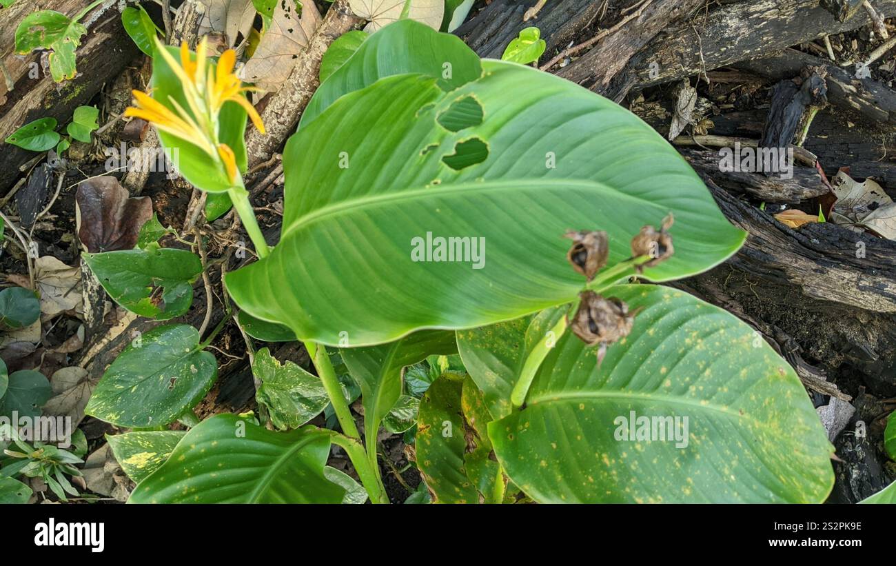 Indian shot (Canna indica Stock Photo - Alamy