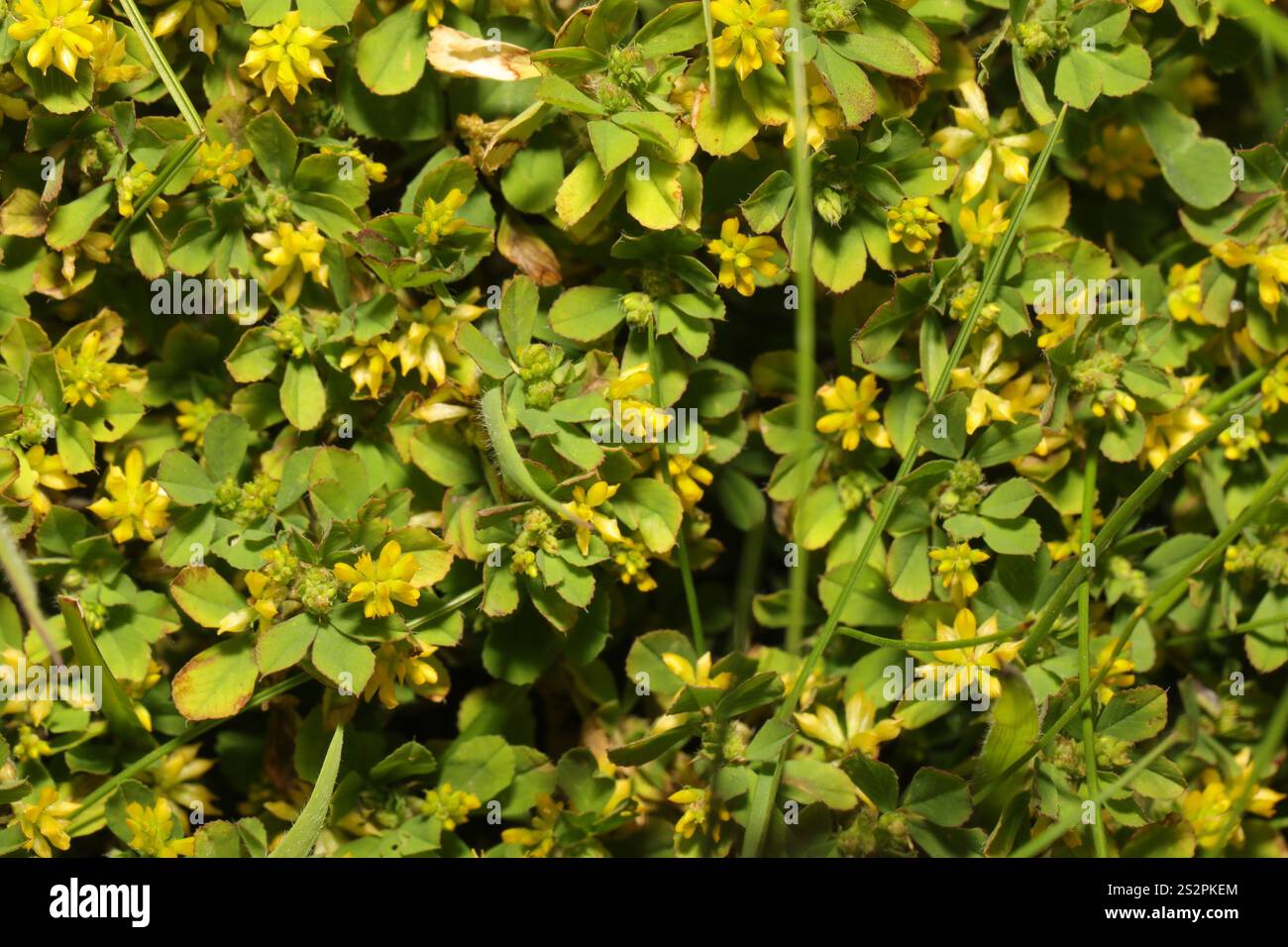 Lesser hop trefoil (Trifolium dubium Stock Photo - Alamy
