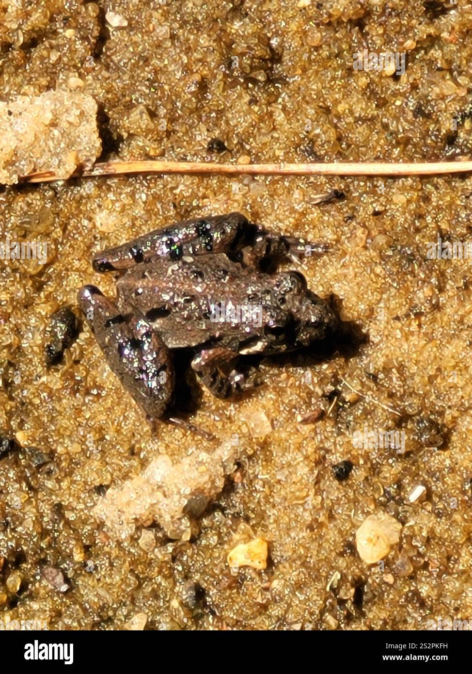 Southern Cricket Frog (Acris gryllus Stock Photo - Alamy