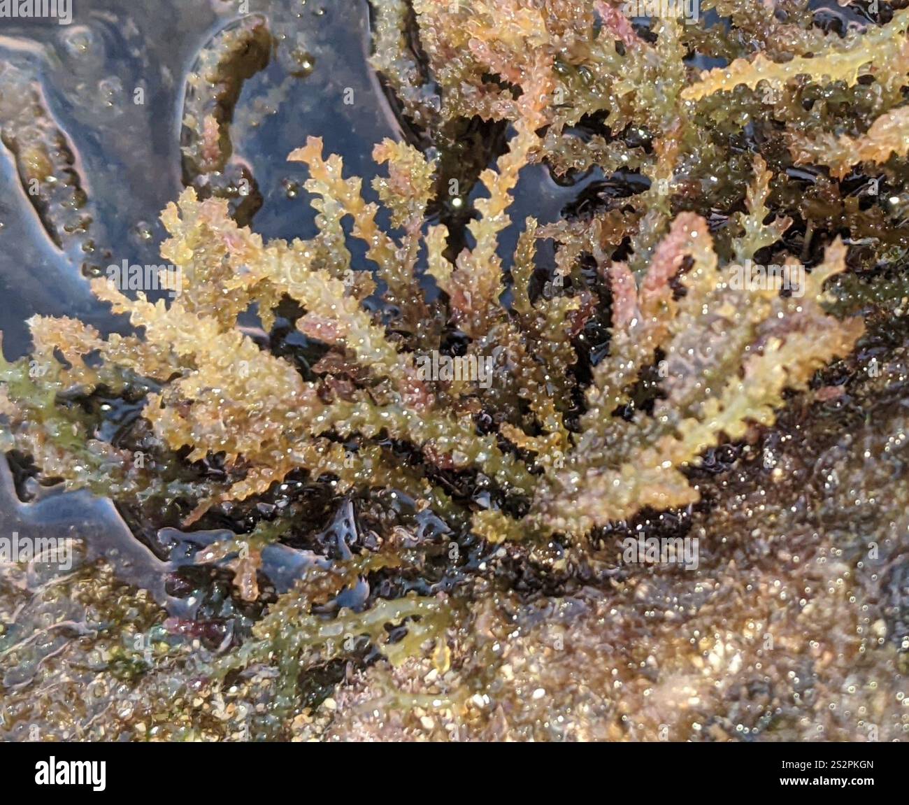 Acanthophora spicifera hi-res stock photography and images - Alamy