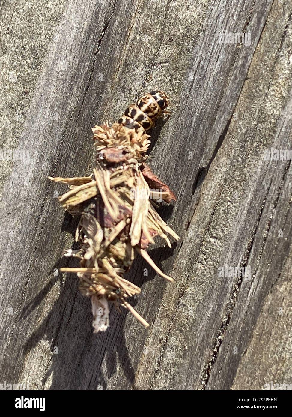 Common Bagworm Moth (Psyche casta Stock Photo - Alamy