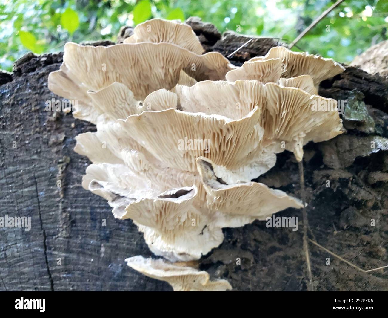 Gilled Polypore (Trametes betulina Stock Photo - Alamy