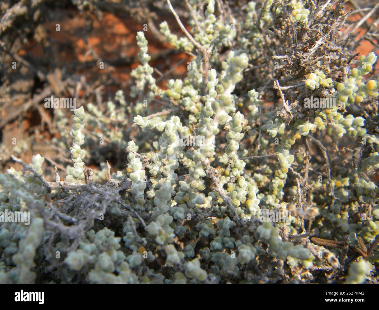 River Ganna (Caroxylon aphyllum Stock Photo - Alamy