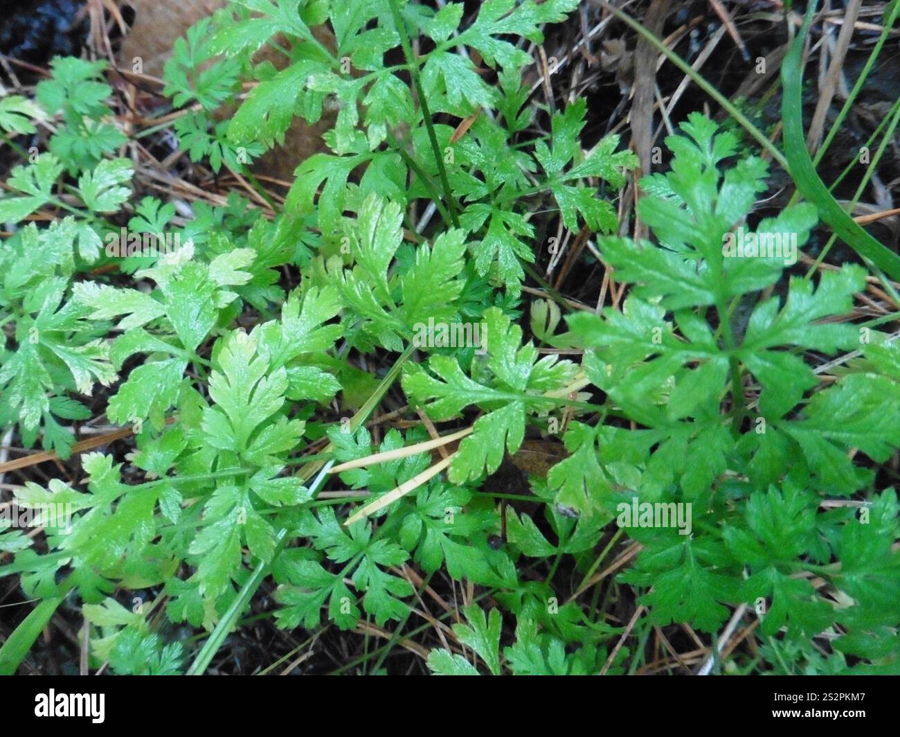 upright hedge-parsley (Torilis japonica Stock Photo - Alamy