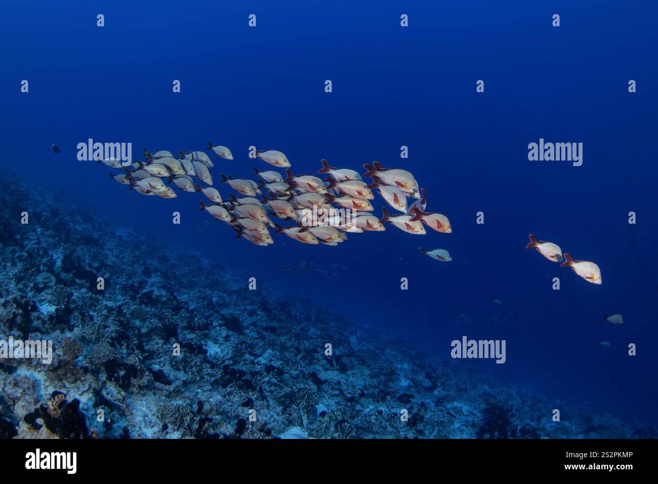 Shoal of humpback red snapper are swimming close to the sea bottom ...
