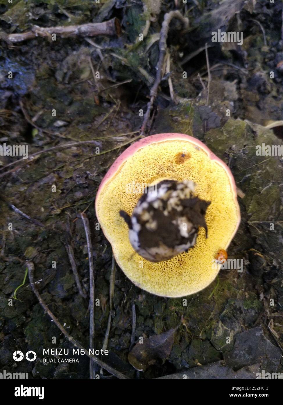 Ruby Bolete (Hortiboletus rubellus Stock Photo - Alamy