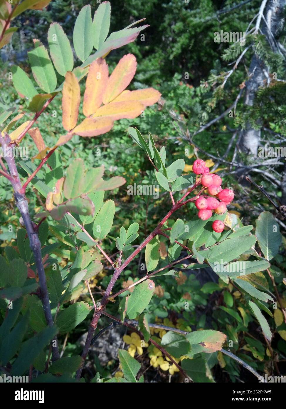 Sitka Mountain-Ash (Sorbus sitchensis Stock Photo - Alamy