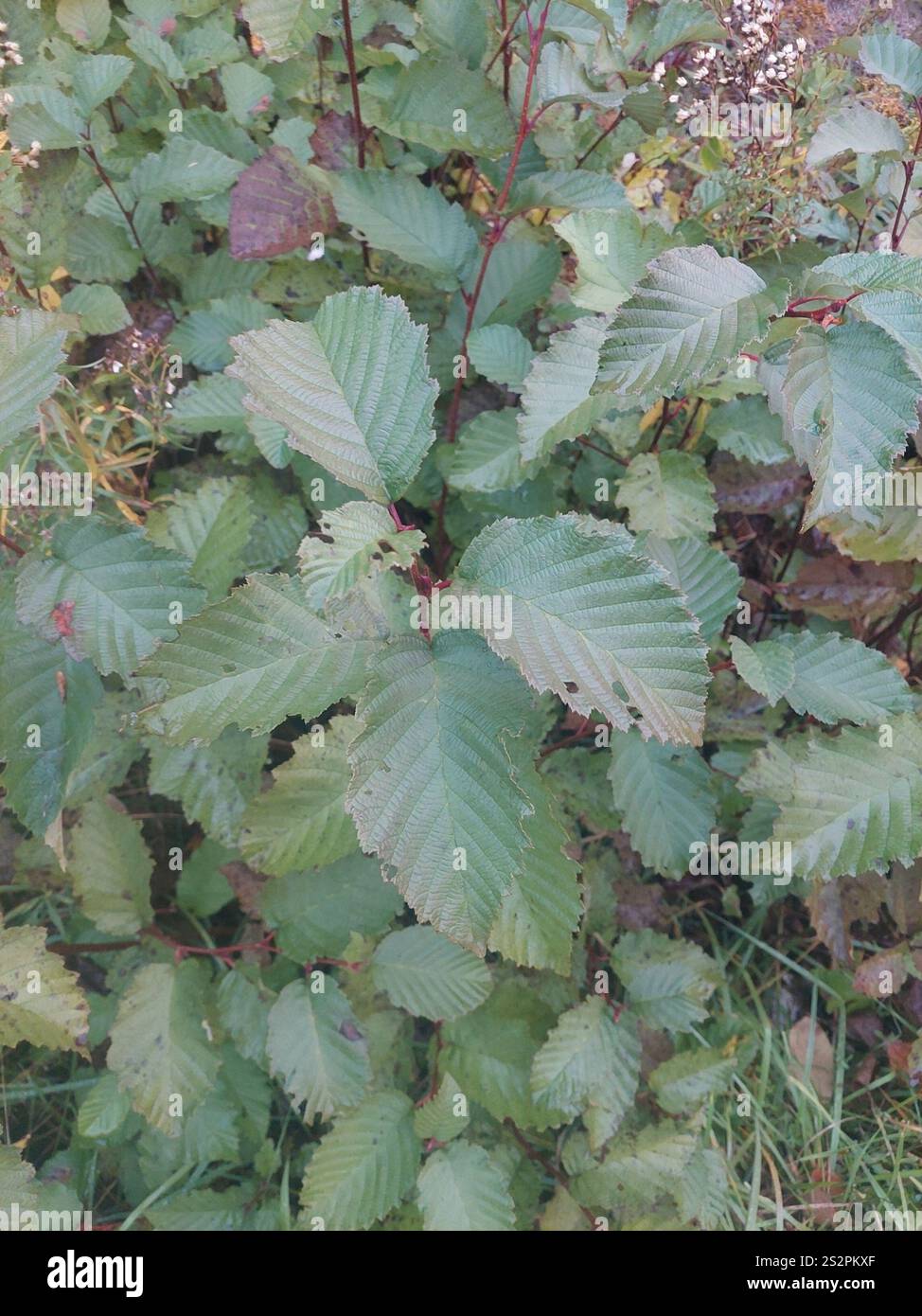 swamp alder (Alnus incana rugosa Stock Photo - Alamy
