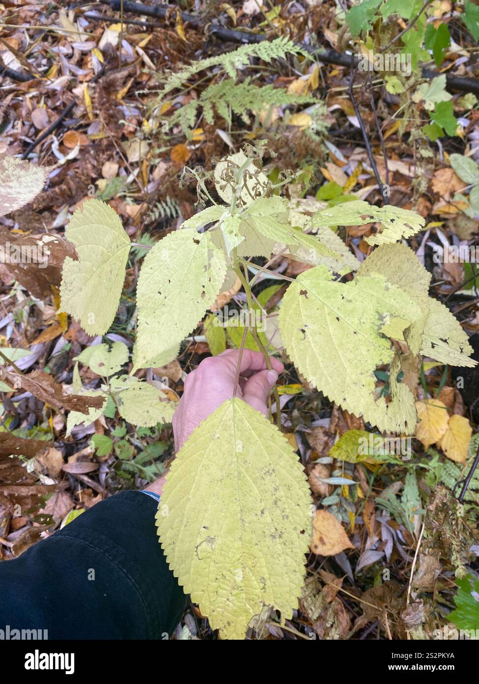 wood nettle (Laportea canadensis Stock Photo - Alamy