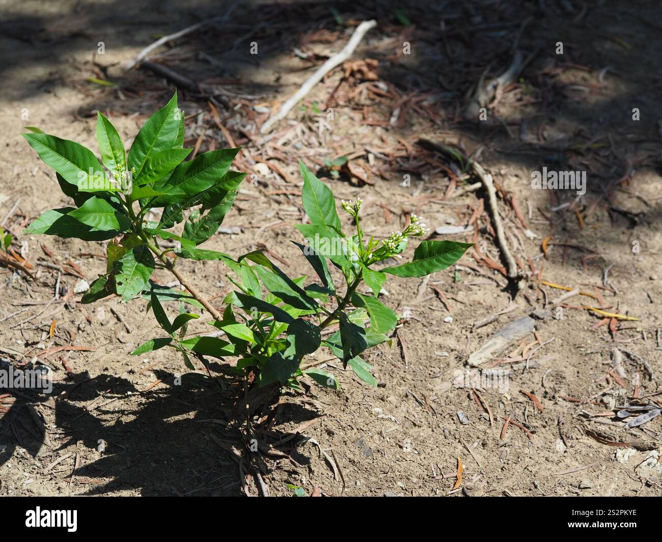 Common Devil Pepper (Rauvolfia verticillata Stock Photo - Alamy