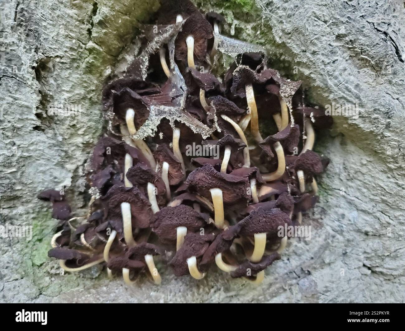 clustered bonnet (Mycena inclinata Stock Photo - Alamy