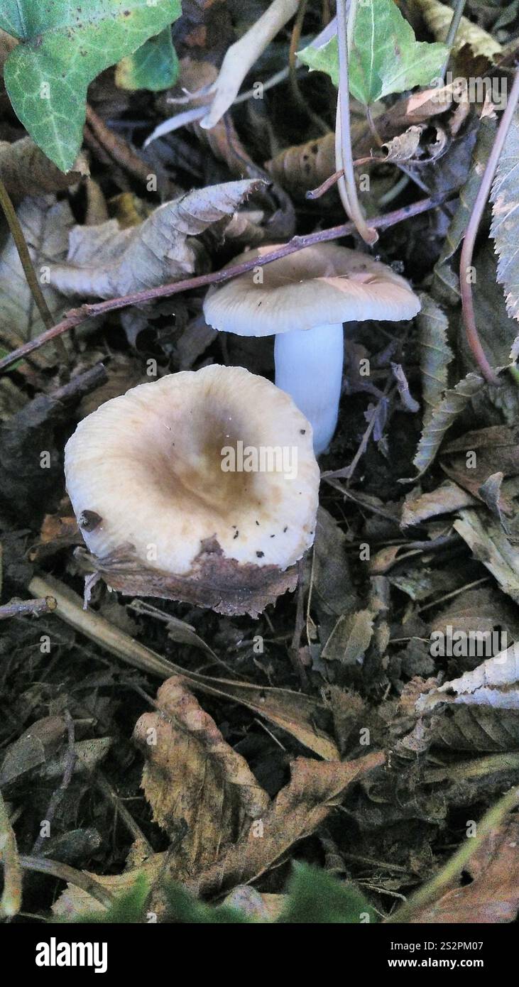 Fragile Brittlegill (Russula fragilis Stock Photo - Alamy