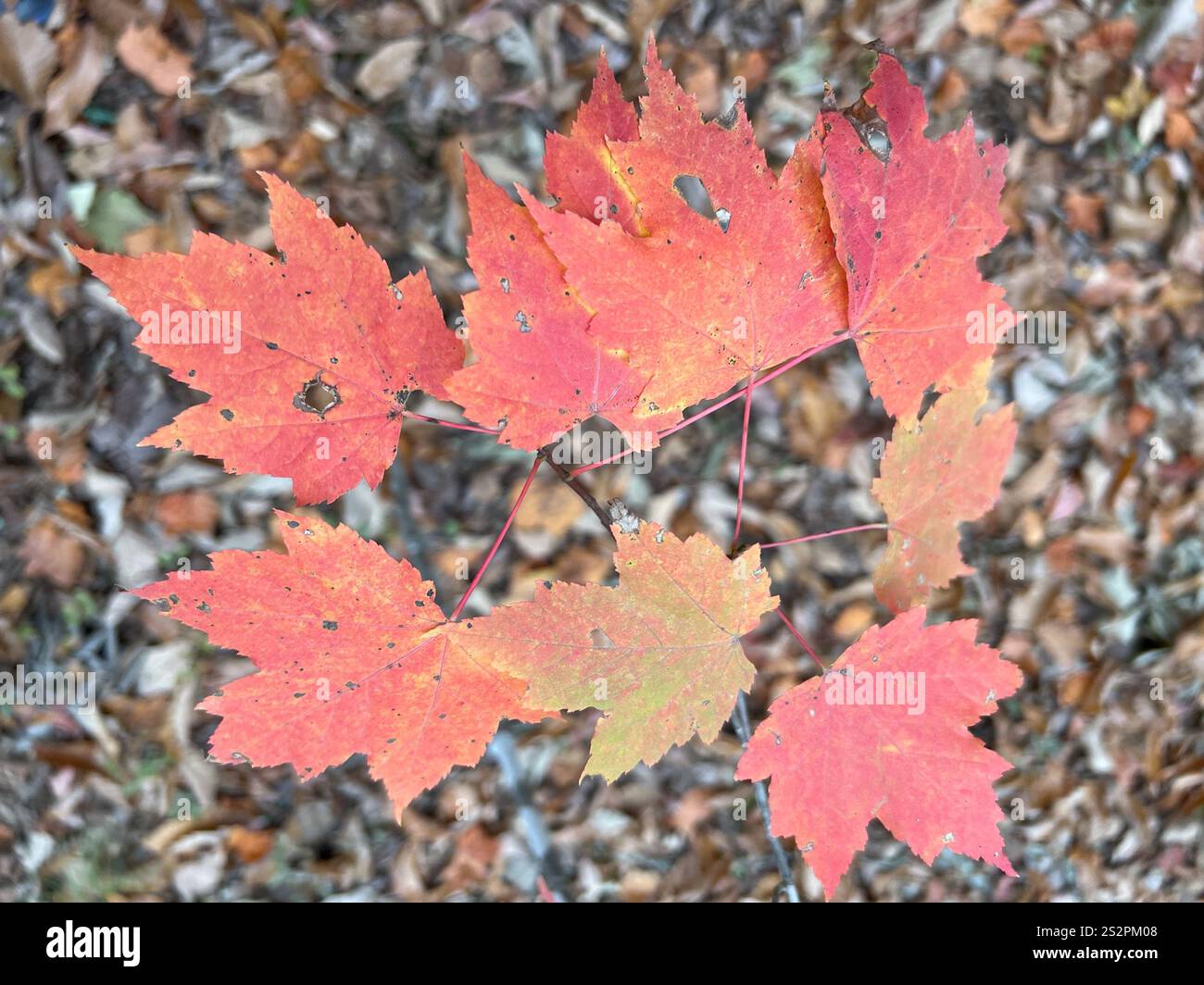 Eastern Red Maple (Acer rubrum rubrum Stock Photo - Alamy