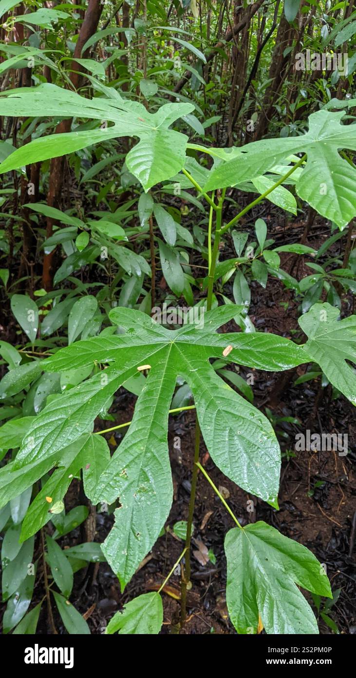 trumpet-tree (Cecropia obtusifolia Stock Photo - Alamy