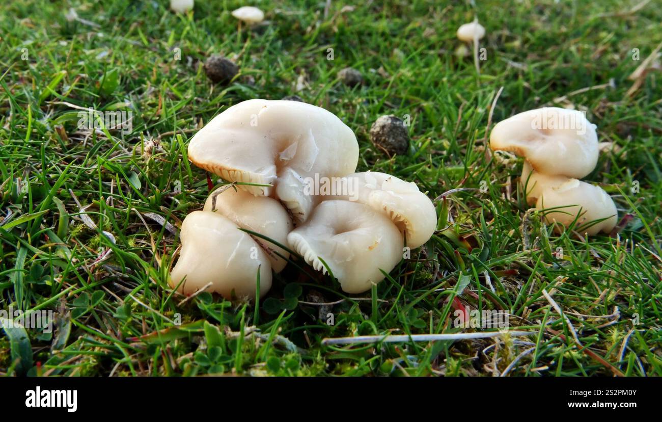 Snowy Waxcap (Cuphophyllus virgineus Stock Photo - Alamy