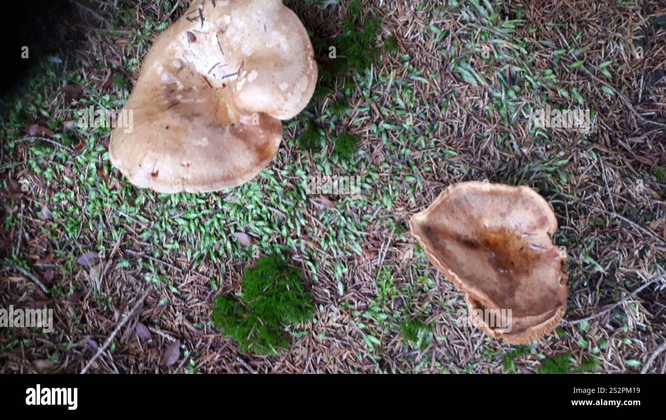Brown Roll-Rim (Paxillus involutus Stock Photo - Alamy