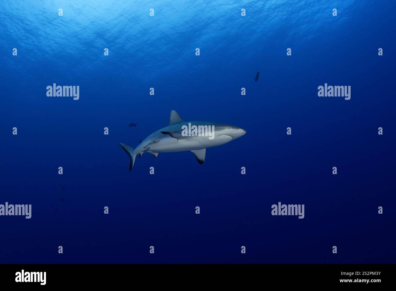 Grey reef shark during dive in Fakarava atoll. Reef shark on the bottom ...