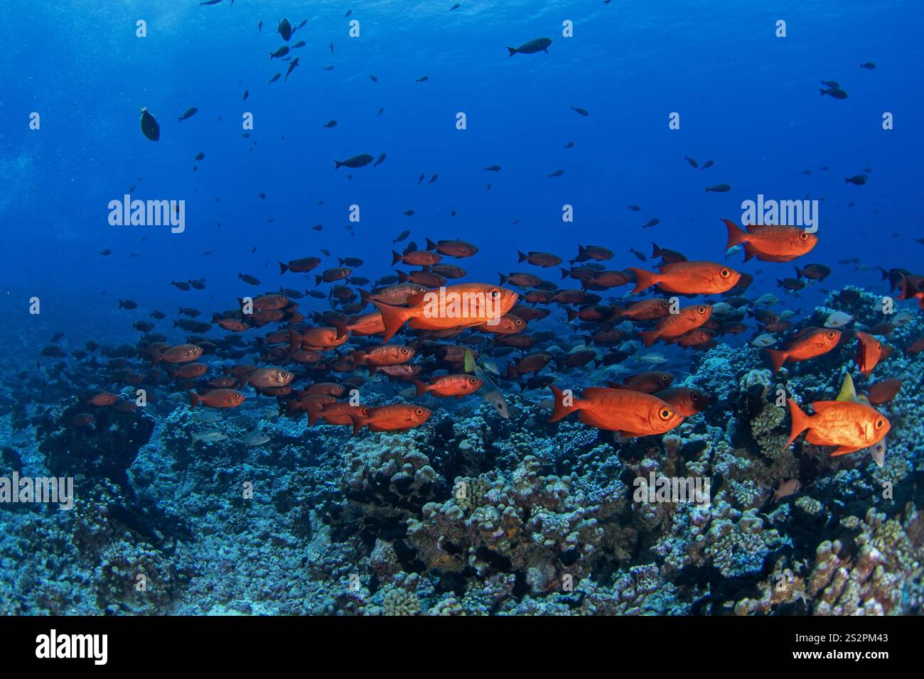 Huge shoal of Priacanthus hamrur in French Polynésia. School of ...