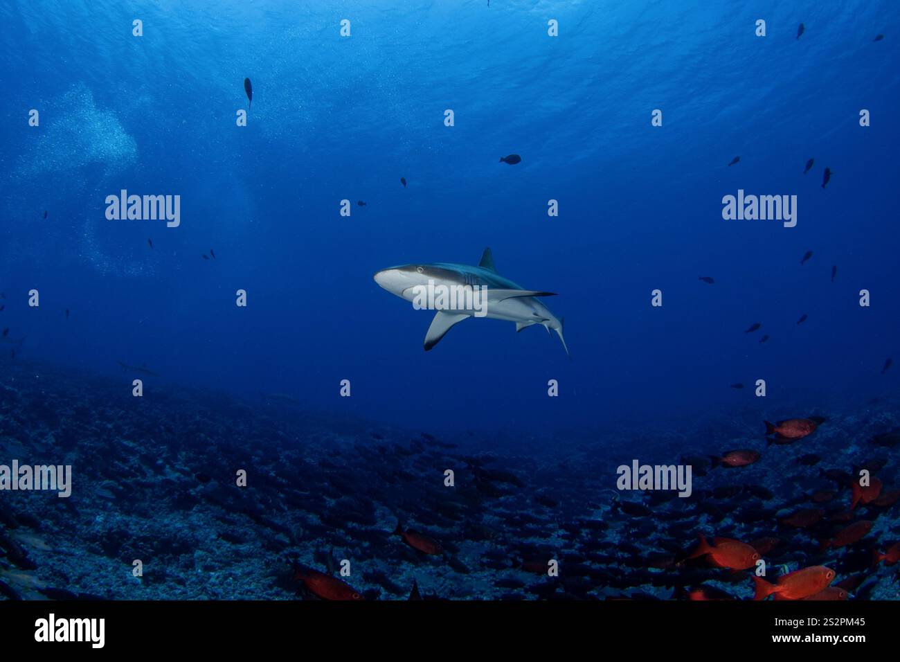 Grey reef shark during dive in Fakarava atoll. Reef shark on the bottom ...