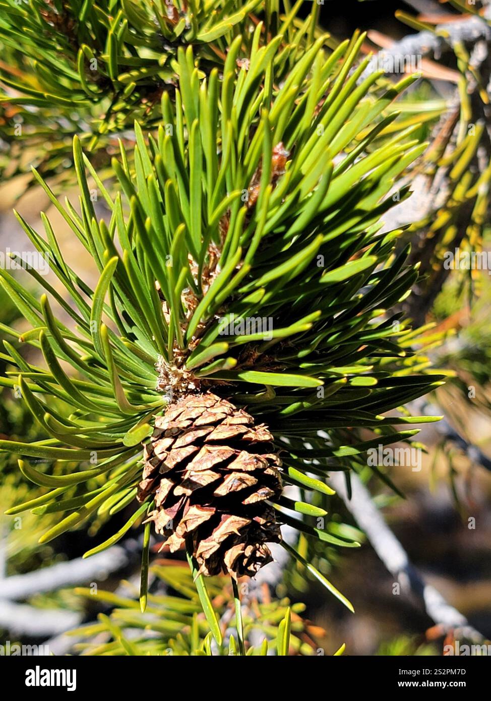 lodgepole pine (Pinus contorta Stock Photo - Alamy
