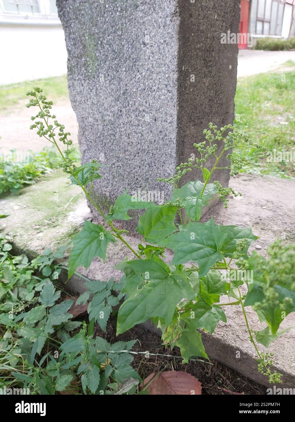 Eurasian maple-leaved goosefoot (Chenopodiastrum hybridum Stock Photo ...