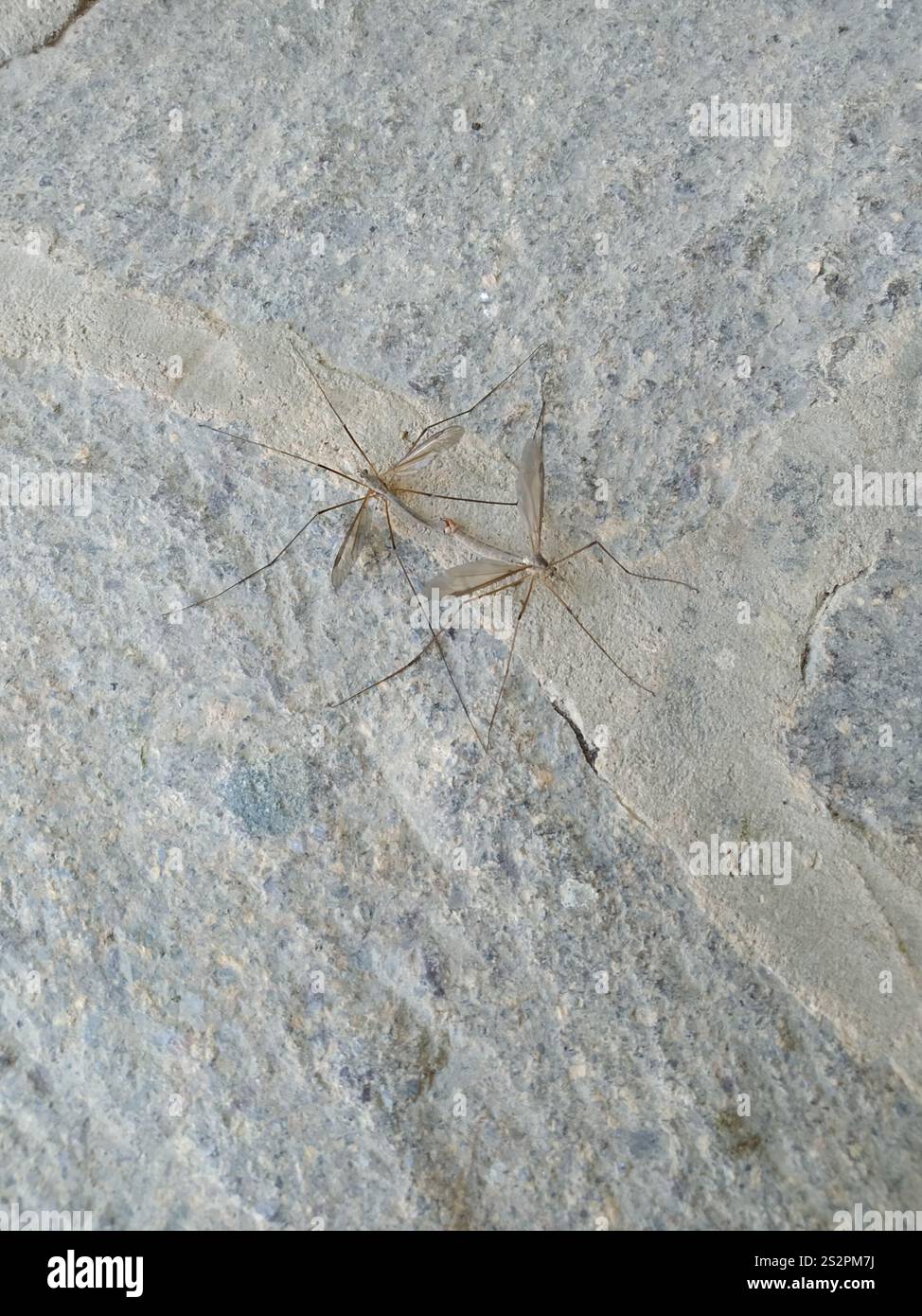 European Crane Fly (Tipula paludosa Stock Photo - Alamy