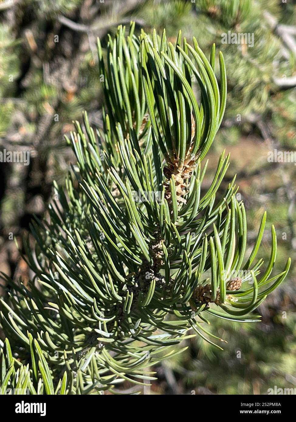 Colorado Pinyon (Pinus edulis Stock Photo - Alamy